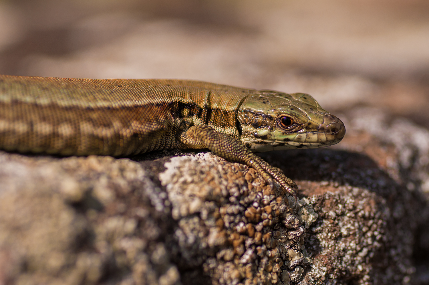 Muurhagedis - Bert Beckers Fotografie