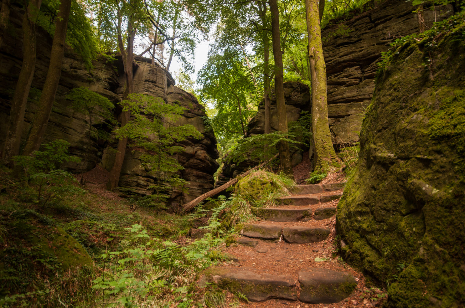 Een zomerwandeling in Berdorf - Bert Beckers Fotografie